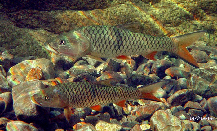 My Fishing Trip: Ikan Hampala (hampala macrolepidota)