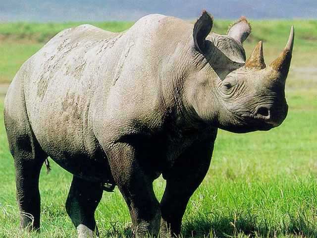 Rhino | The Life of Animals