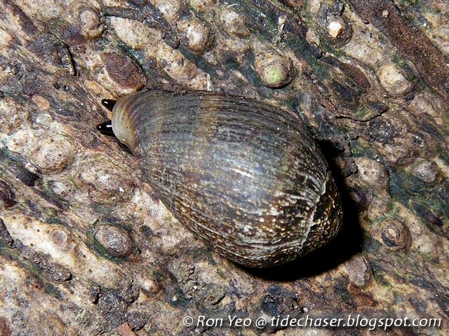 tHE tiDE cHAsER: Hollow-shelled Snails (Phylum Mollusca: Family ...