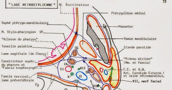 Actualités Scientifiques - Médicales: Efficacité et sécurité de l ...