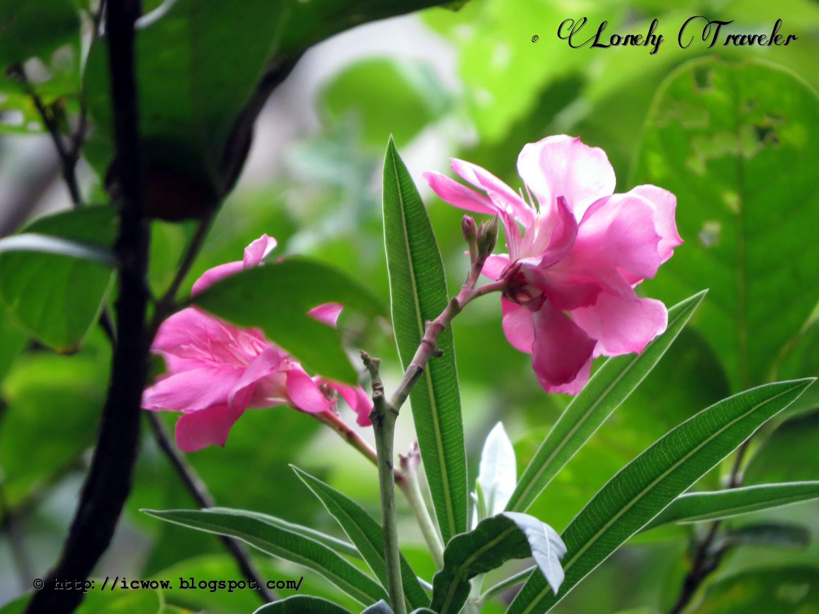 Oleander flower - Nerium oleander