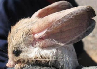 Species Pygmy Jerboa | Animals In The World