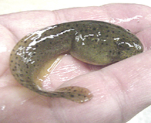 Tadpole Cod - Fishes