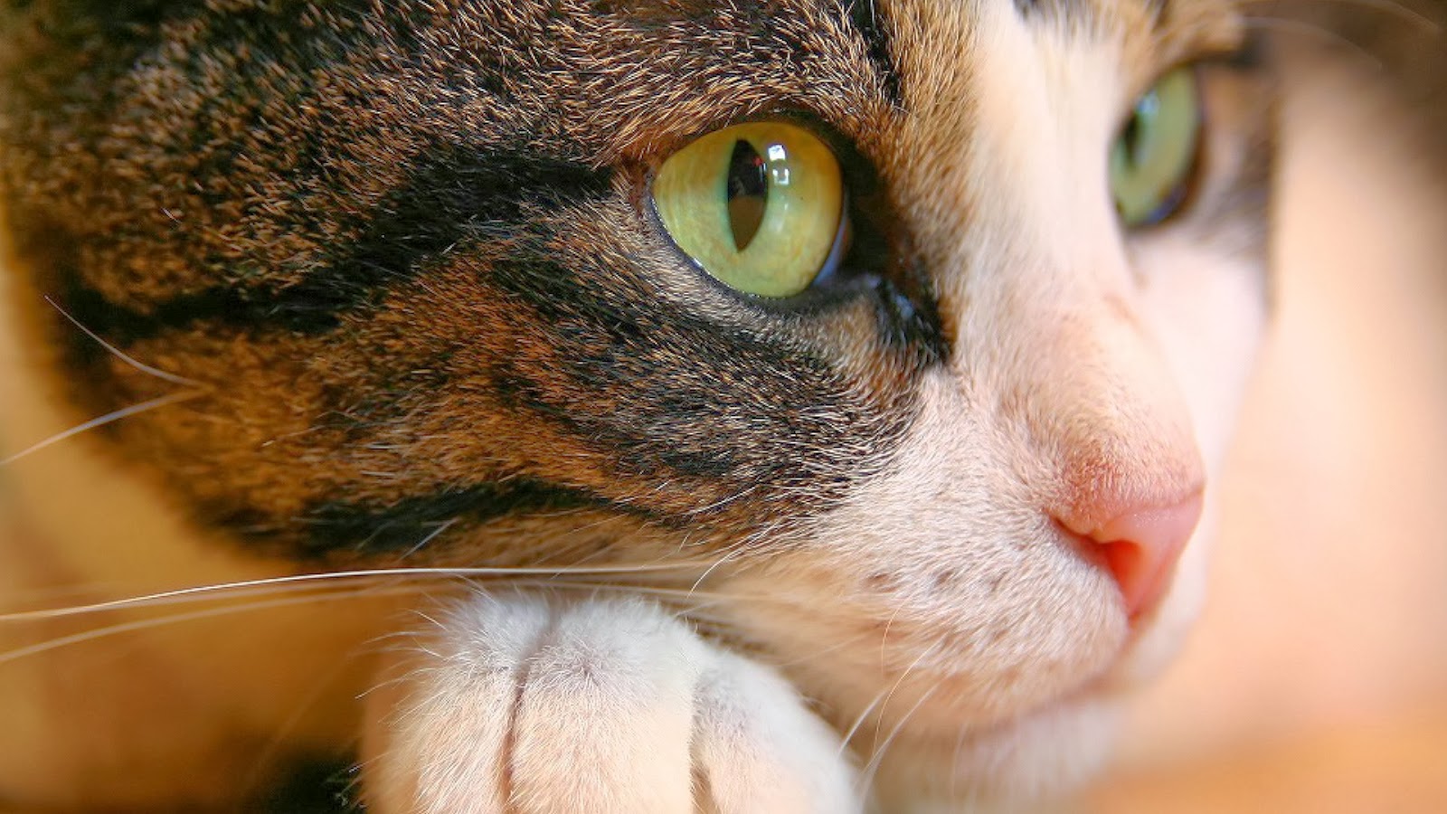 Cat Eyes Funny Wallpapers ~ Funny Wallpapers