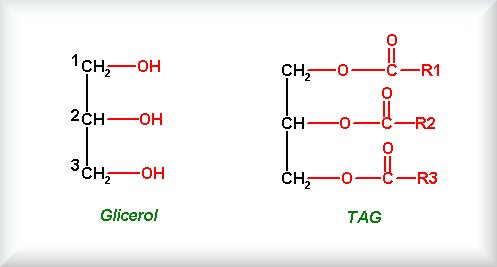 adimu.rosario@gmail.com: Glicéridos