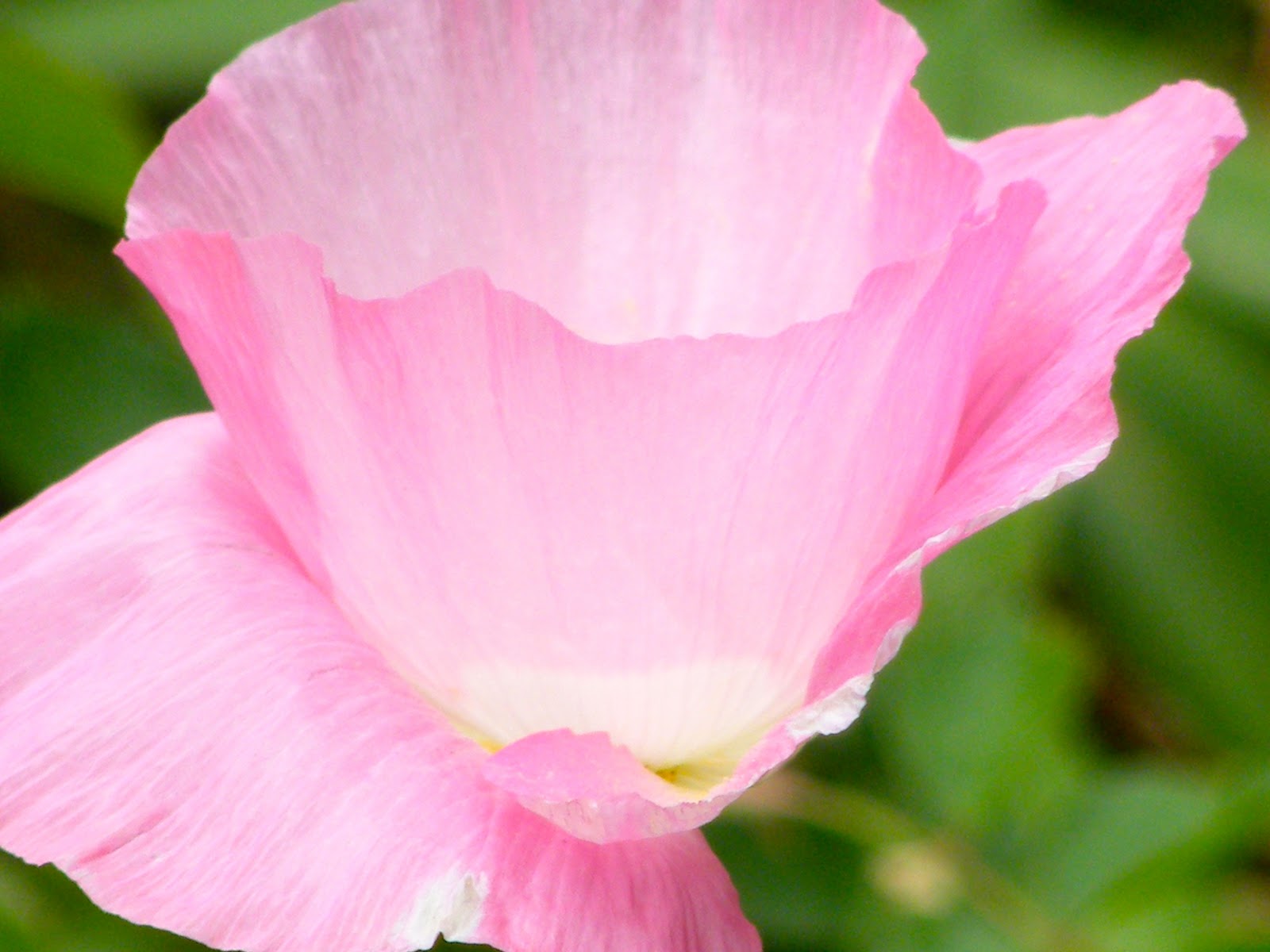 P O T A G E R: Shirley Pink Poppies