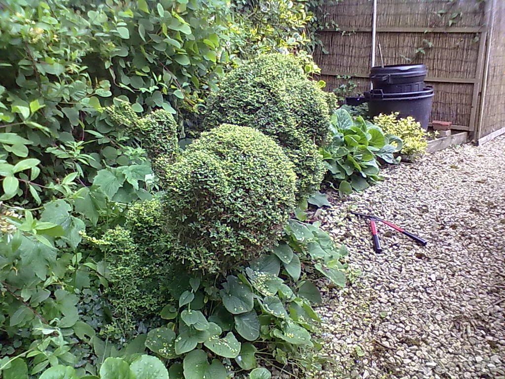 Rachel the Gardener: Questions: Topiary