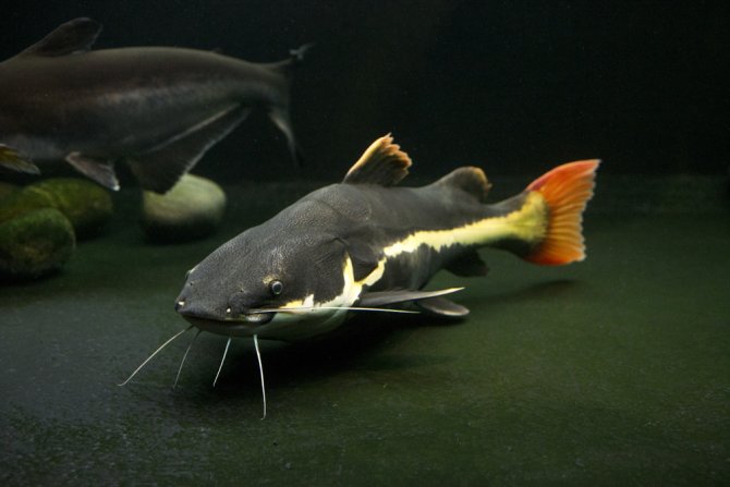 Mania de Aquário: Pirarara (Red Tailed Catfish)