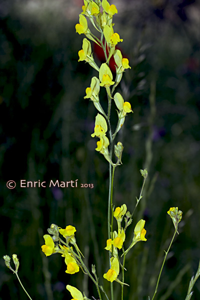 Scrophulariaceae: Linaria spartea - Flores Silvestres del Mediterráneo