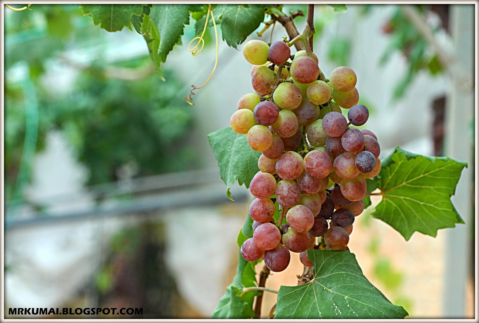mrkumai.blogspot.com: Kebun anggur @ Lembah Bertam