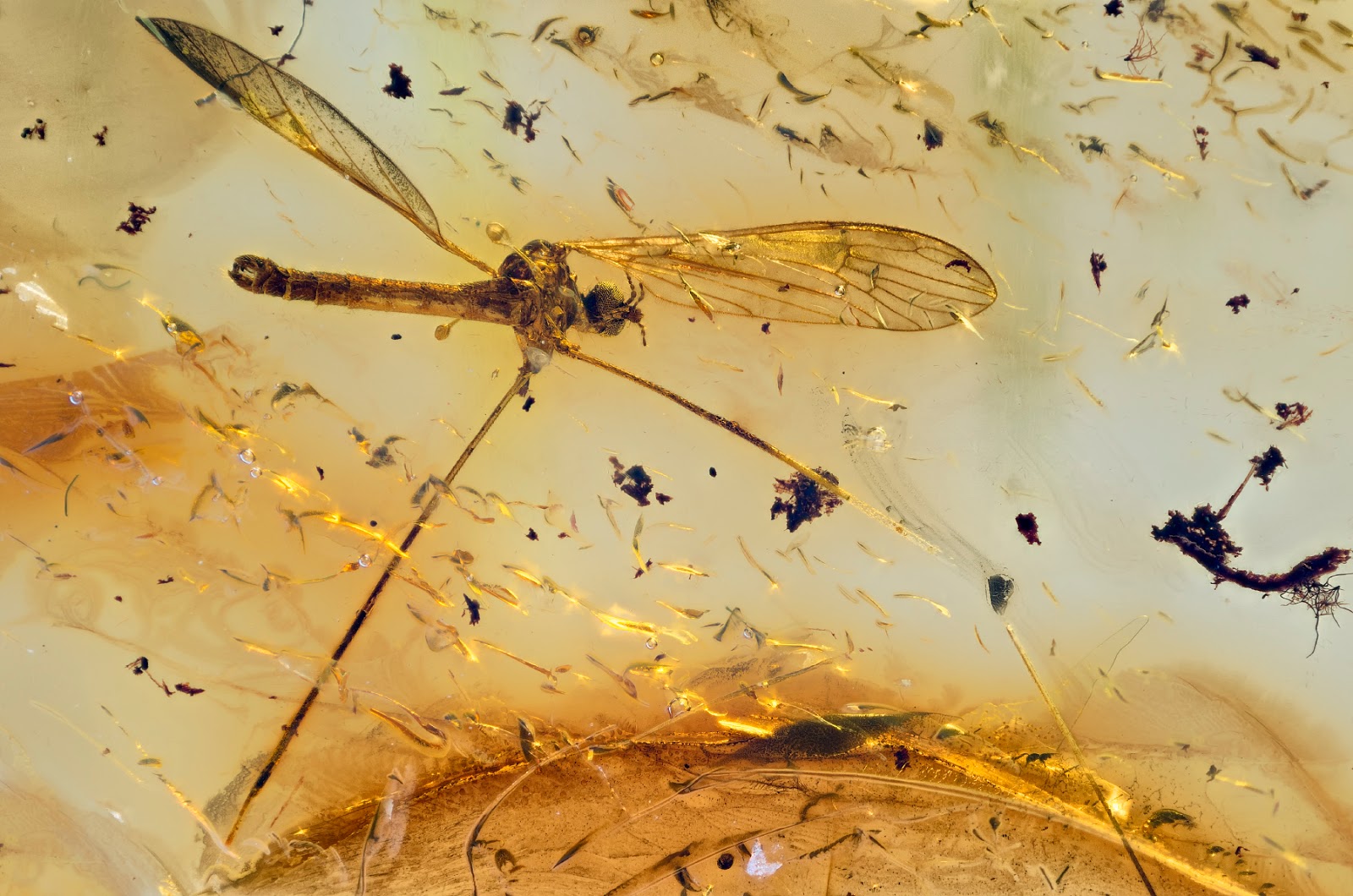 Morten Øen: 28-38 mill year old insects in Amber, April 2017, Nissedal ...