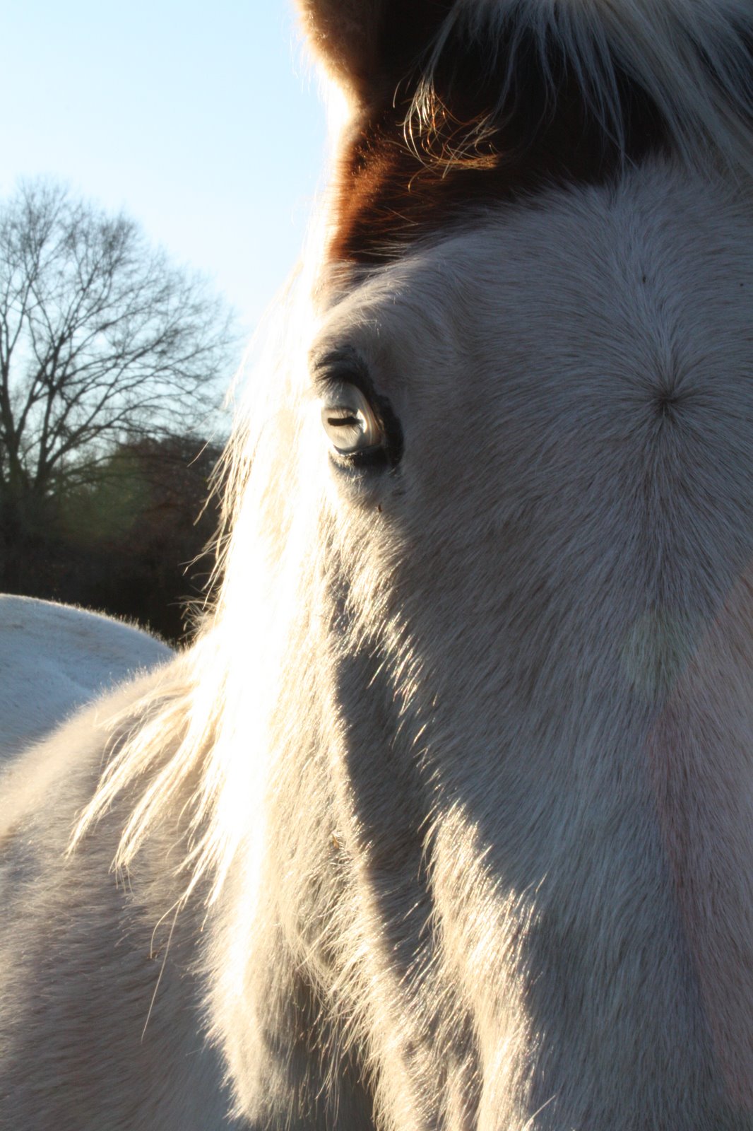 by the well: Fluffy horses.