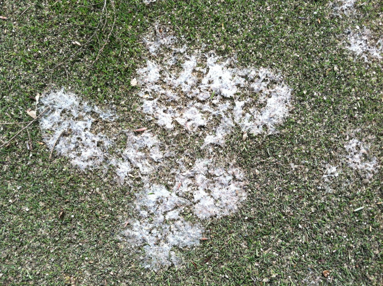 Marquette Golf Club Grounds