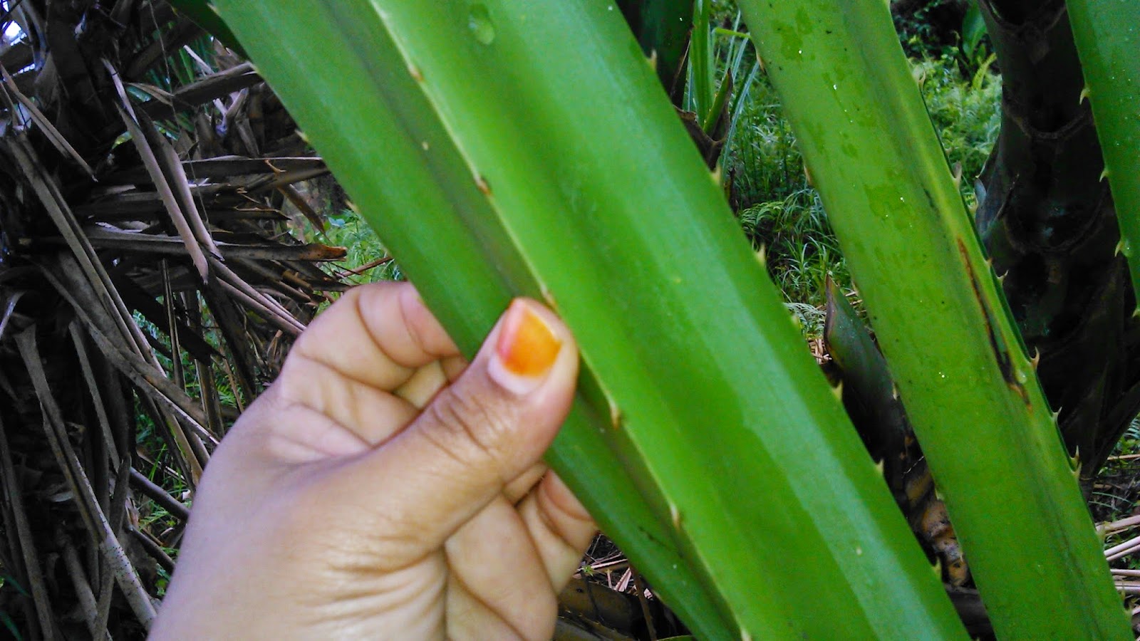Jom Buat Sendiri.: asal pokok mengkuang dan tikar mengkuang