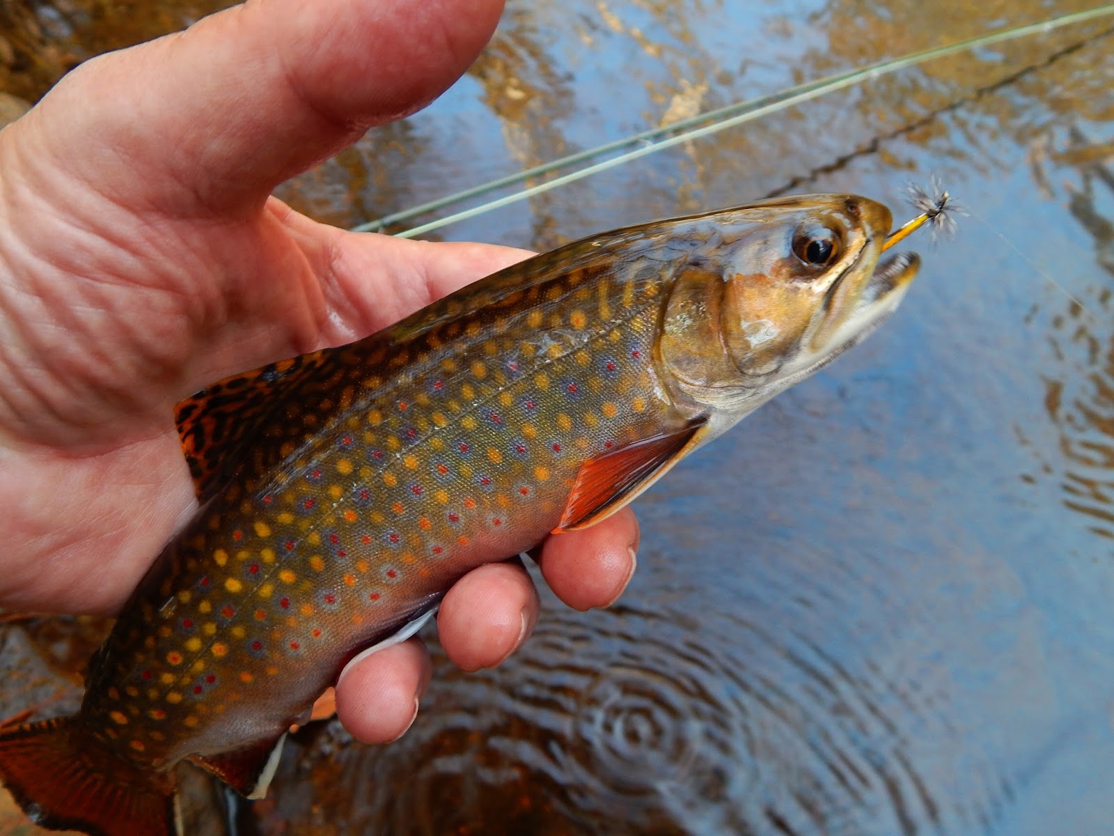 Small Stream Reflections: "Sea-Run brook trout...11-2015 part 1
