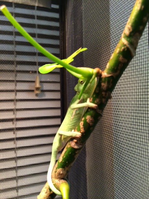 Aloha Windmill Farms: Goodbye Arthur