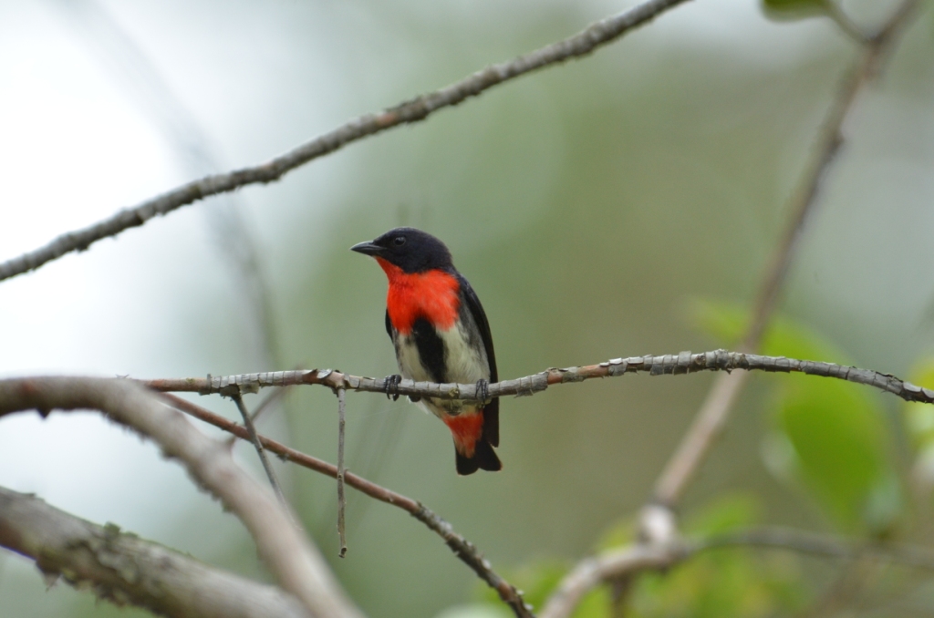 Australian Birds Photography: KEUNEA PHOTOGRAPHY: Birds of Coles Creek ...