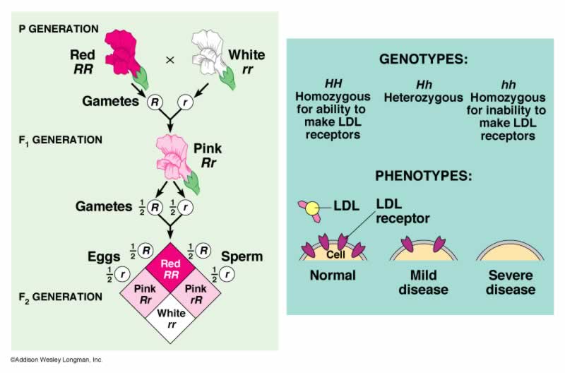 Rainsford: vocabulary 1