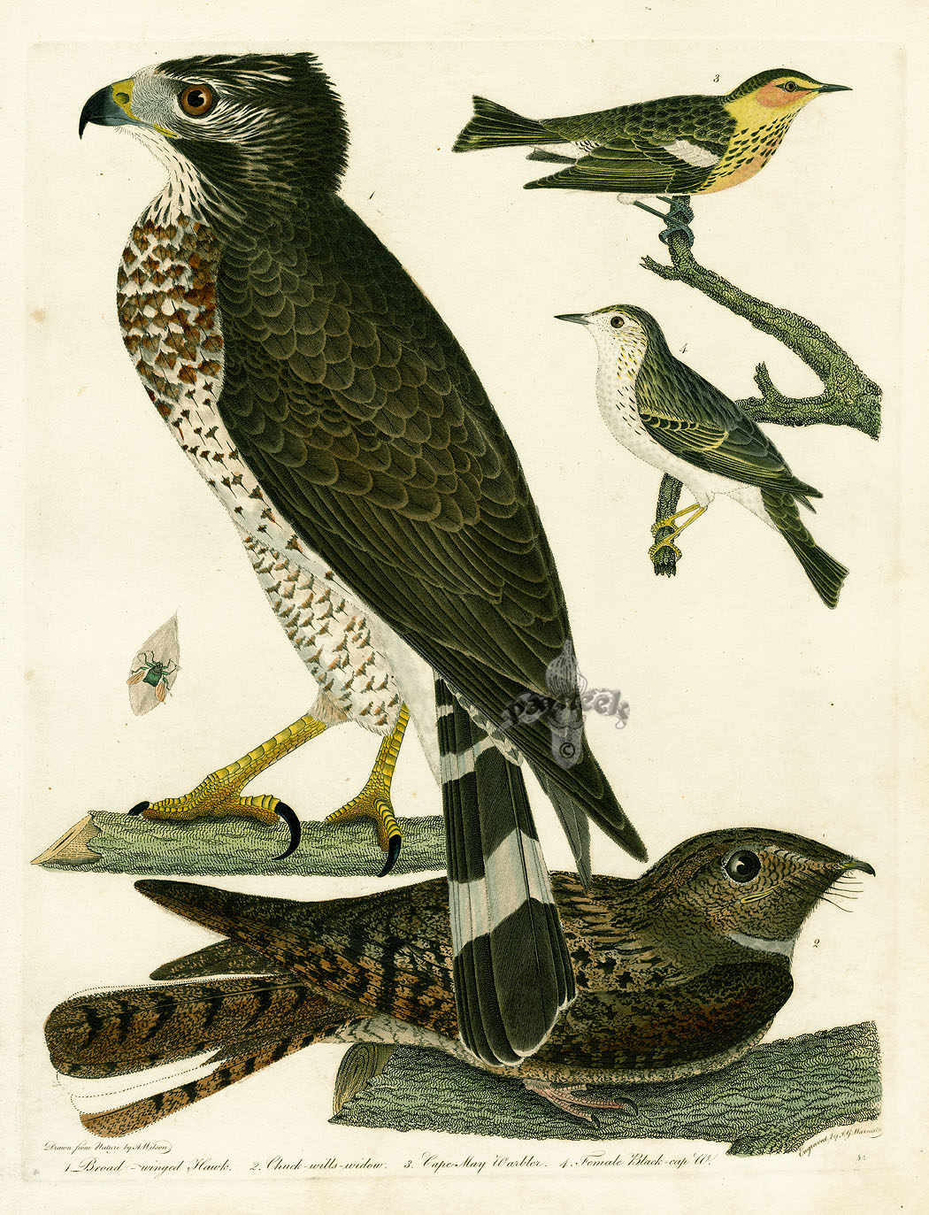 Antique Prints Blog: Alexander Wilson's American Ornithology