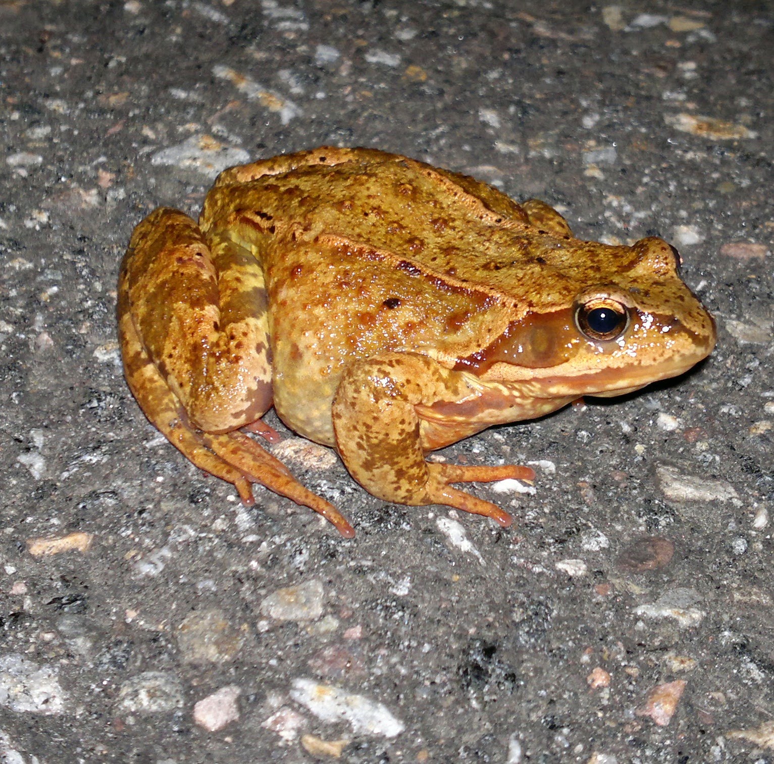 Ugleloftet: Frosk eller padde?