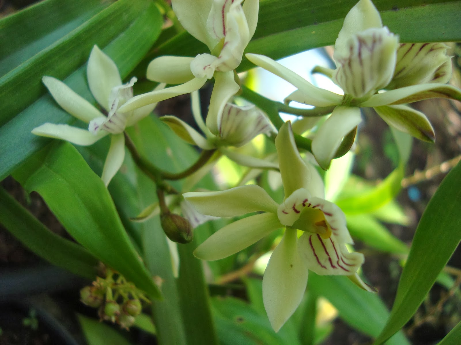 Orquídeas HElid: Prosthechea Radiata / Encyclia Radiata