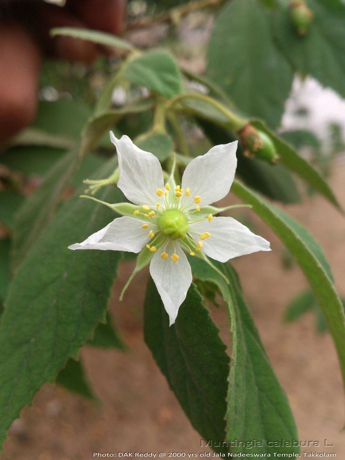 Medicinal Plants: Muntingia calabura then pazham gasagase hannina mara