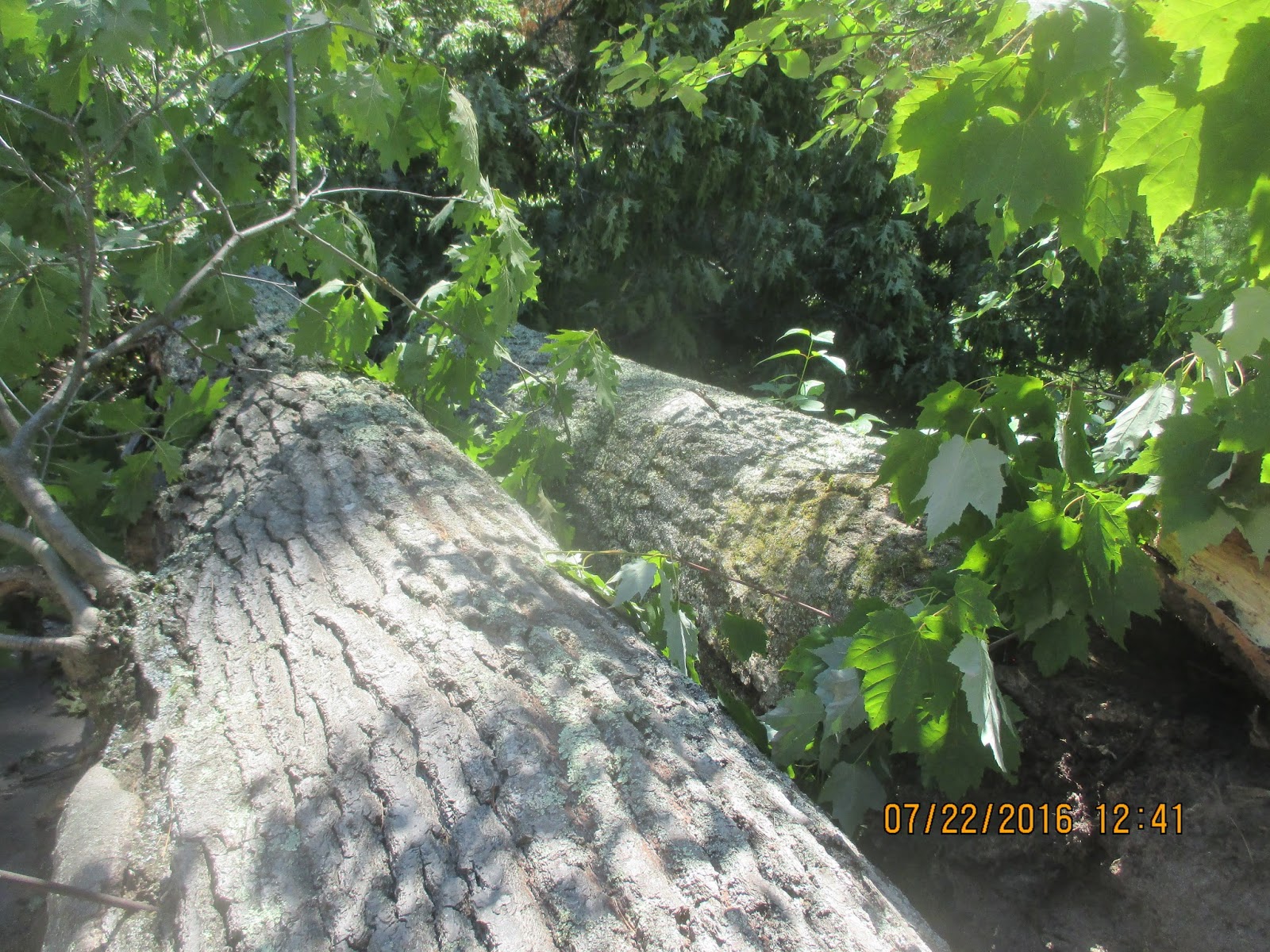 Art's Bayfield Almanac: RED OAK ROOT AND BUTT ROT