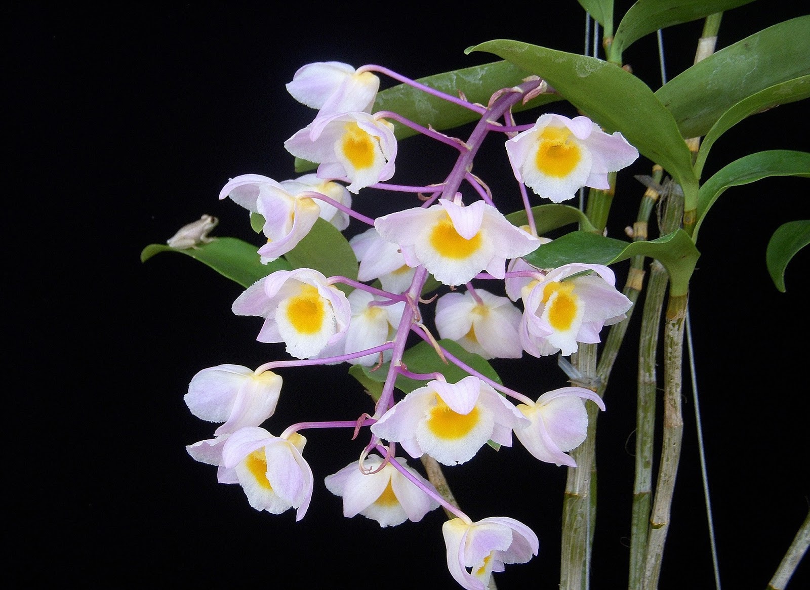 Grow and care Dendrobium amabile - Dendrobium bronckartii - Callista ...