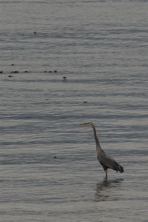 mis fotos de aves: Ardea herodias Garza Azulada Great Blue Heron