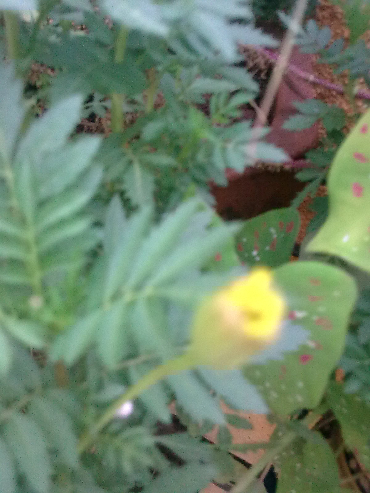 Garden Care Simplified: Flowering Stages of The Yellow Jhendu Flower