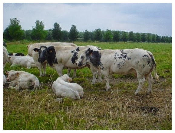 Generalidades de la Ganadería Bovina.: Belgian Blue (Blanco Azul Belga).