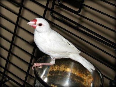 BIRD STREET: JAWA BIRDS