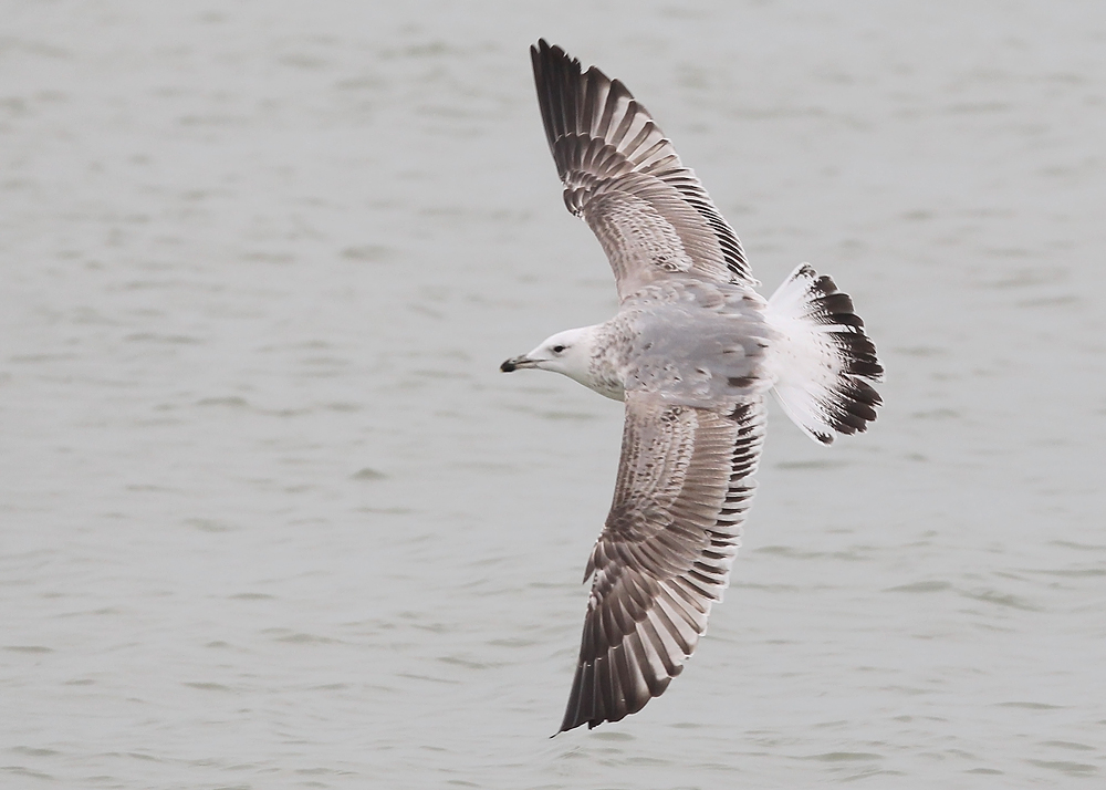 Richard Smith - Birdwatching Days Out: 2x CASPIAN GULL, 1st winter ...