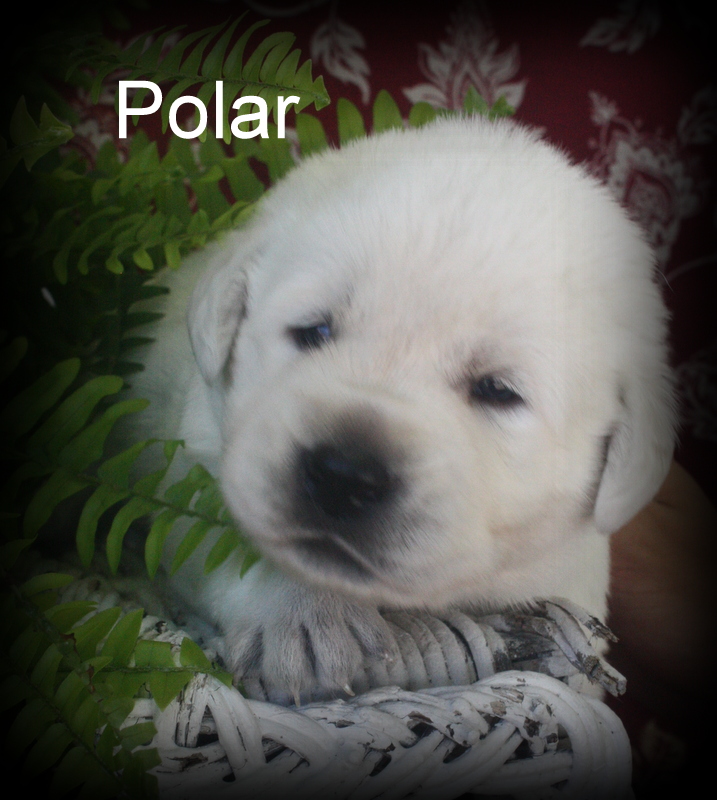 Maplewood Labradors: New Pictures - Our White Labrador Puppies!!!!