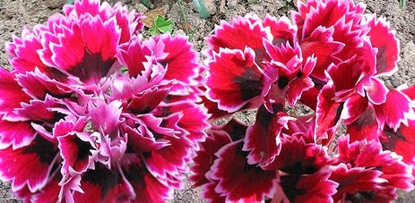 Jom Tanam Bunga: Bunga Turki?