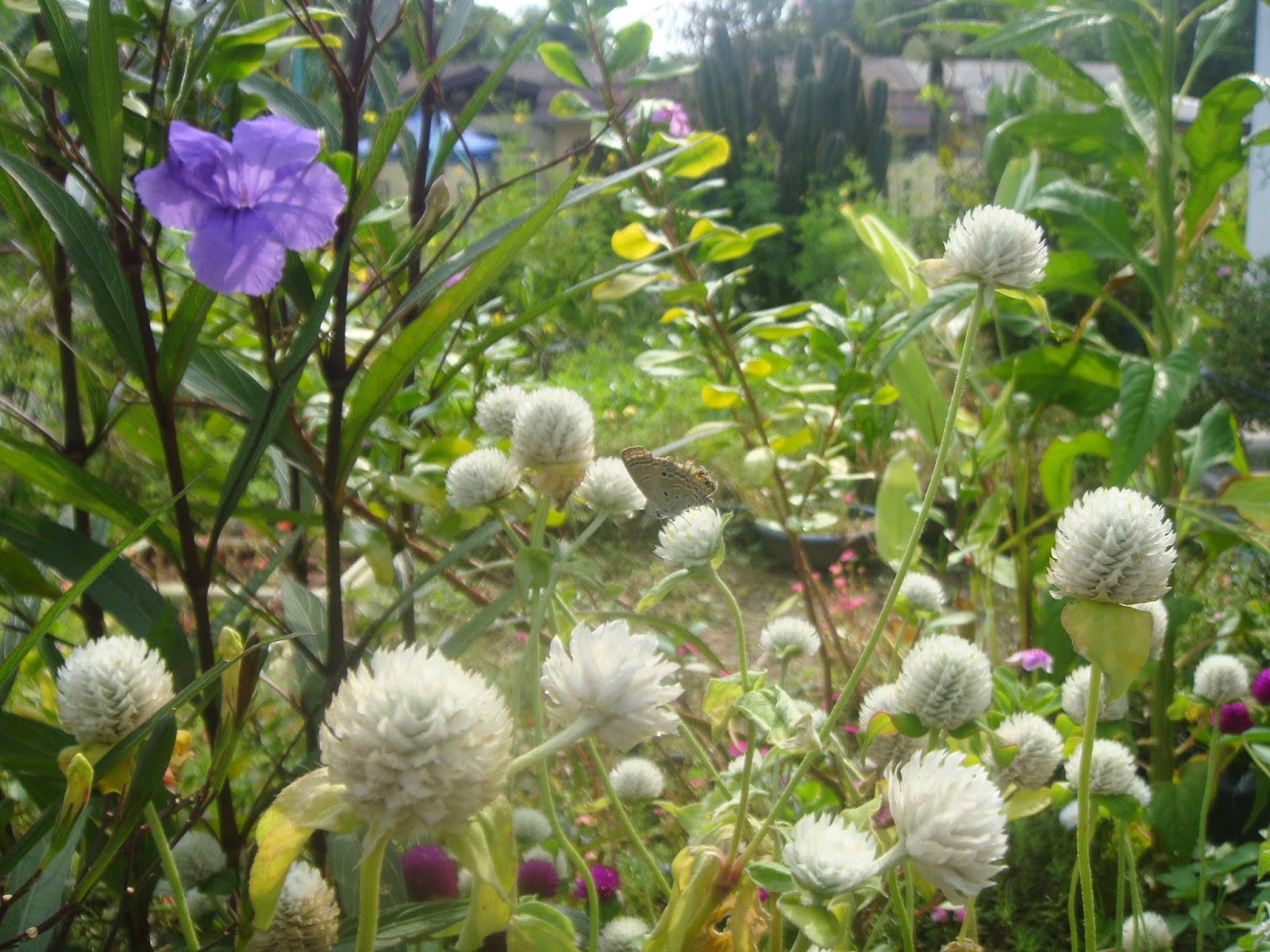 My Wonderful Timez.: Bunga Butang, khasiat & Manfaatnya...