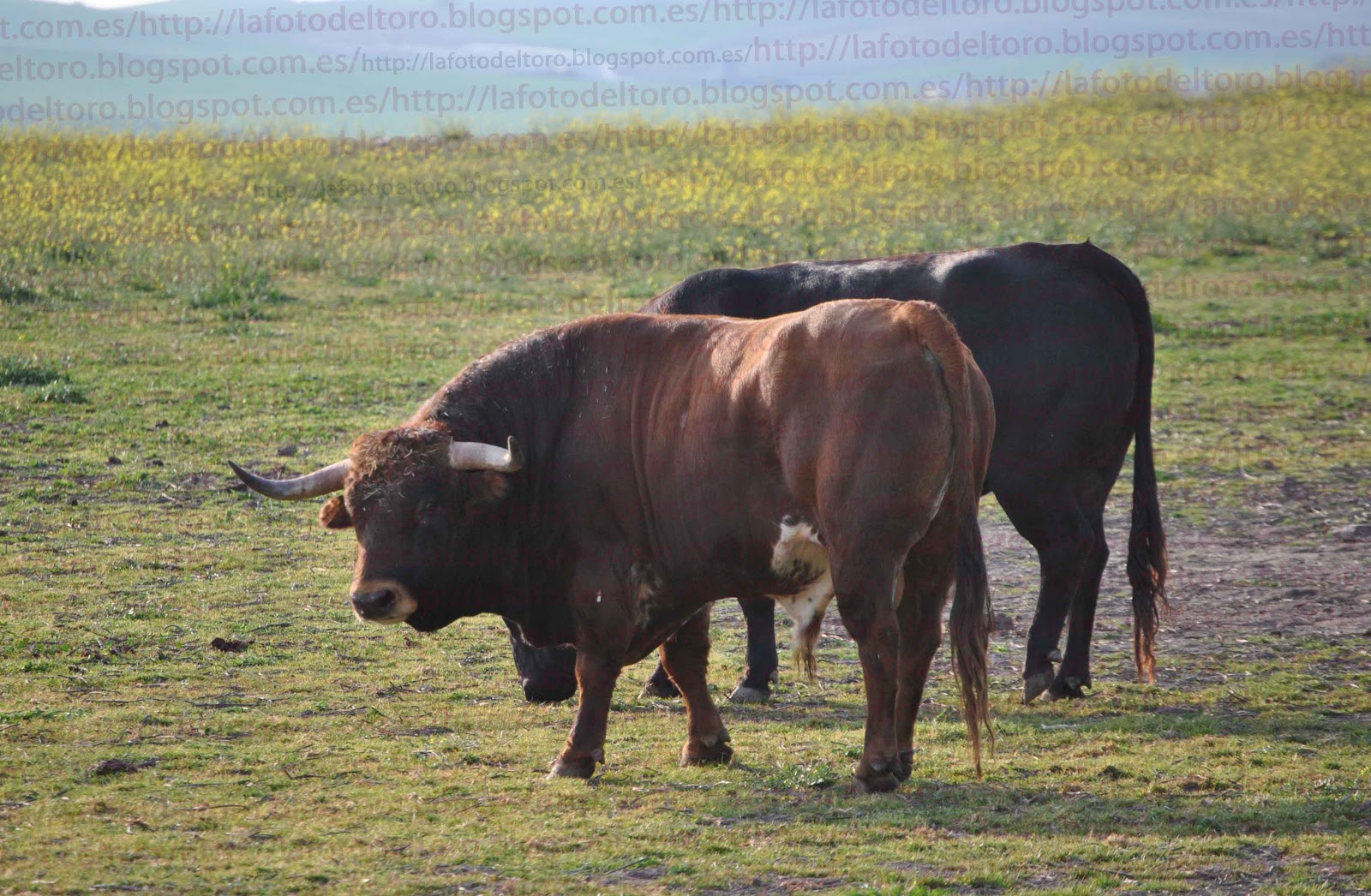El Toro Bravo en su hábitat-------: Como cambia la morfología del Toro ...