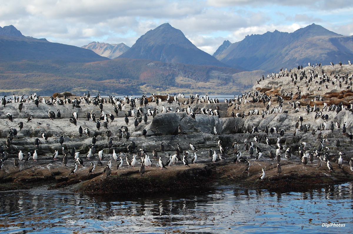 DigiPhotus: USHUAIA - ISLA DE LOS LOBOS E ISLA DESPARD
