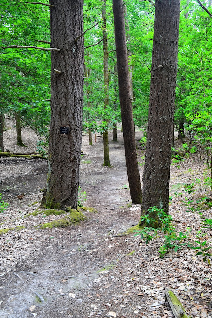 Goin' Feral One Day At A Time: Creswick Forest, Creswick Regional Park ...