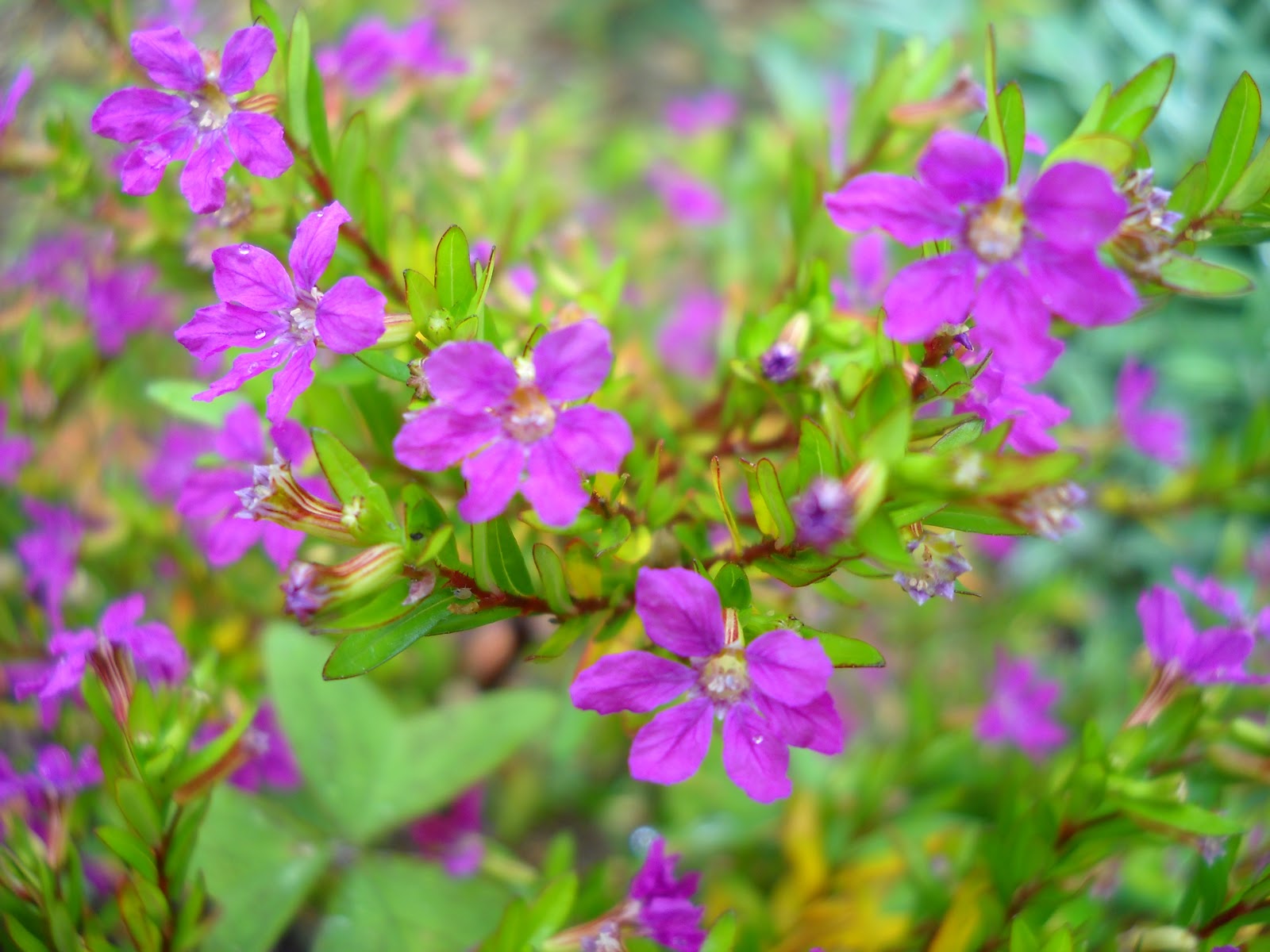 HORTA À PORTA: CUPHEA GRACILIS (FALSA-ÉRICA, CUFEIA)