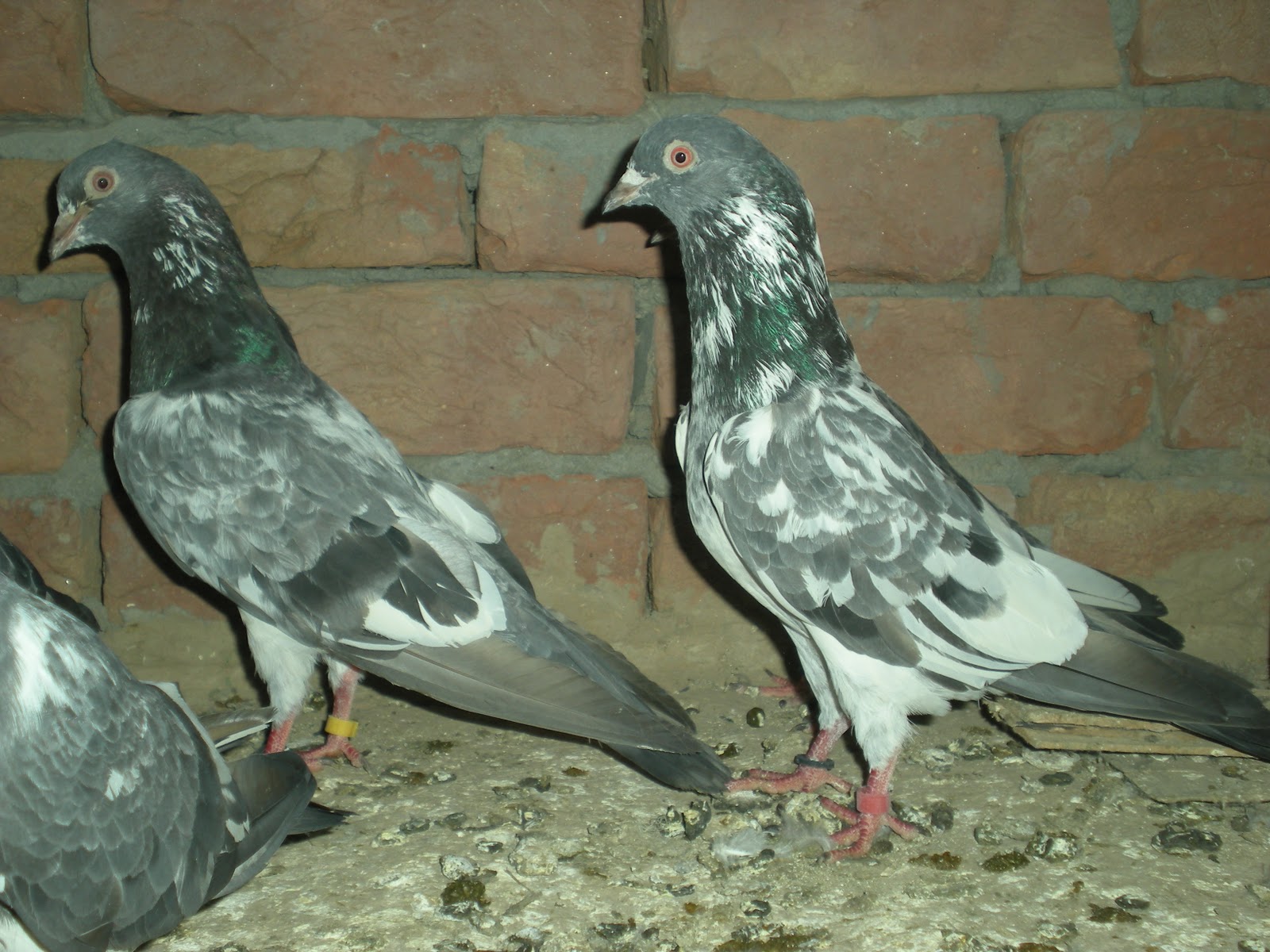 Pakistani Tipplers (Kabootar Baaz) | UK & USA Pigeons | Fancy Pigeons ...