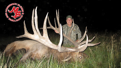 World Record Spider Bull Elk