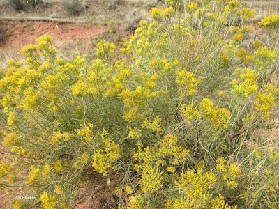 A Wandering Botanist: Plant Story--Rubber Rabbitbrush, Painting the ...
