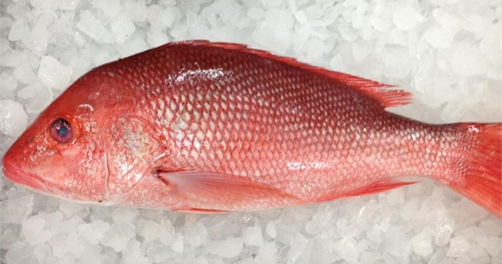 Oven Baked or Pan Fried Red Snapper Fish Recipe - Red Snapper Fish, Red ...