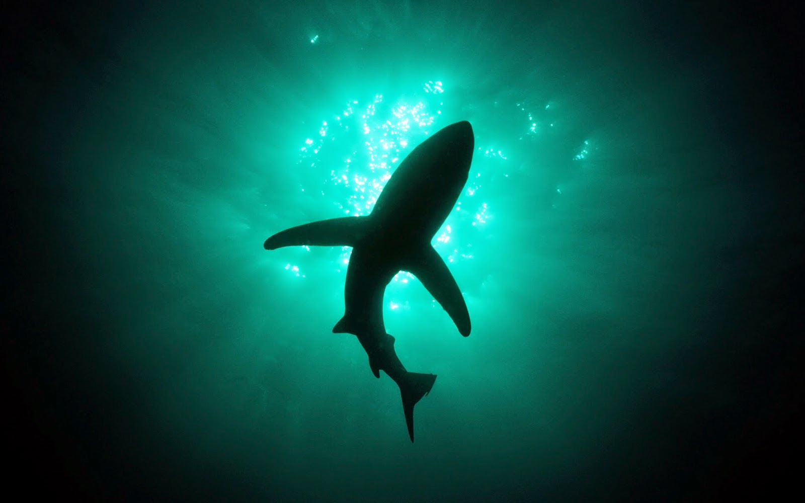 Under Sea Shark Nature Wallpaper HD - Free Wallpaper Pics