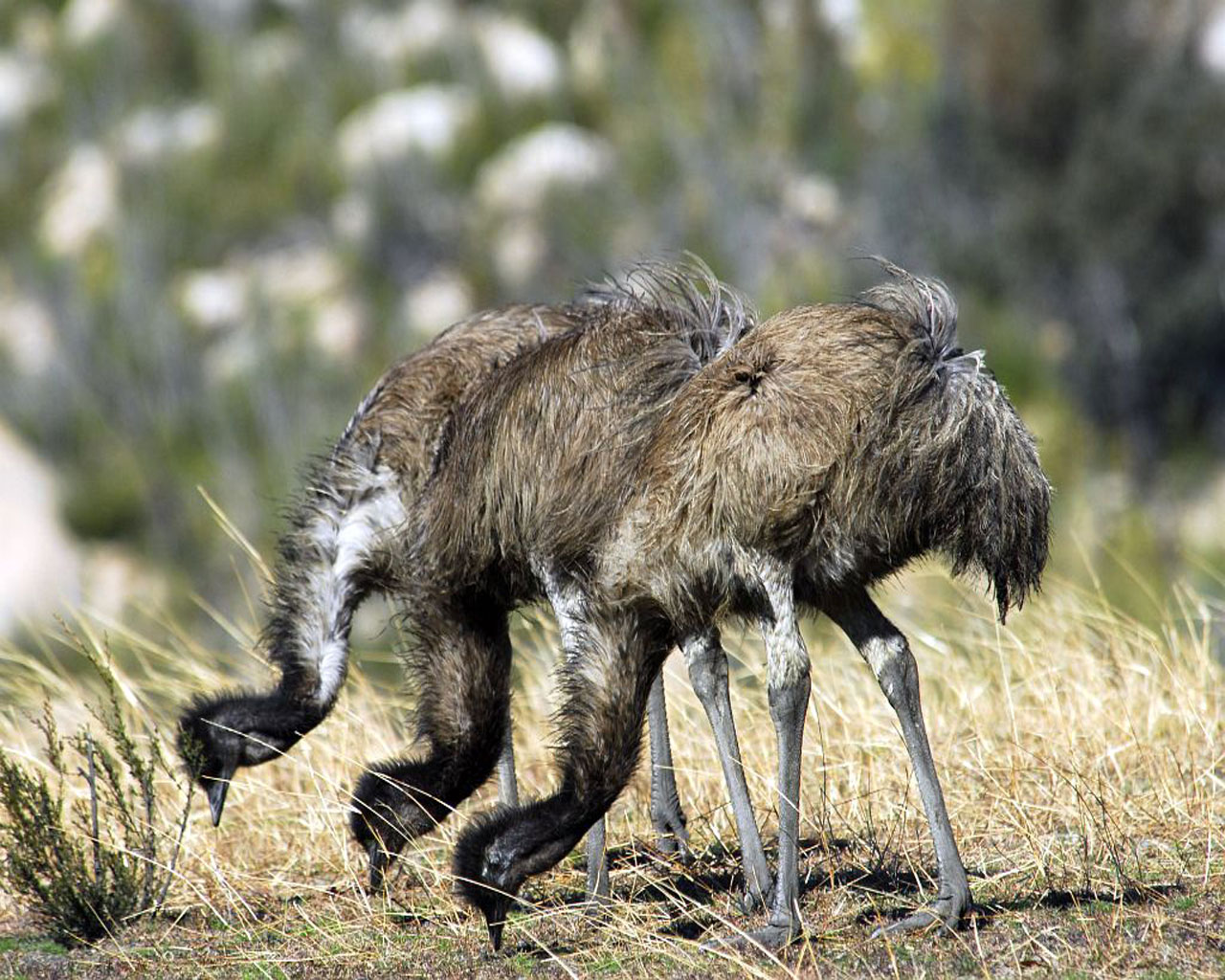 Best Jungle Life: Emu & Emu Pics And Emu Wallpapers