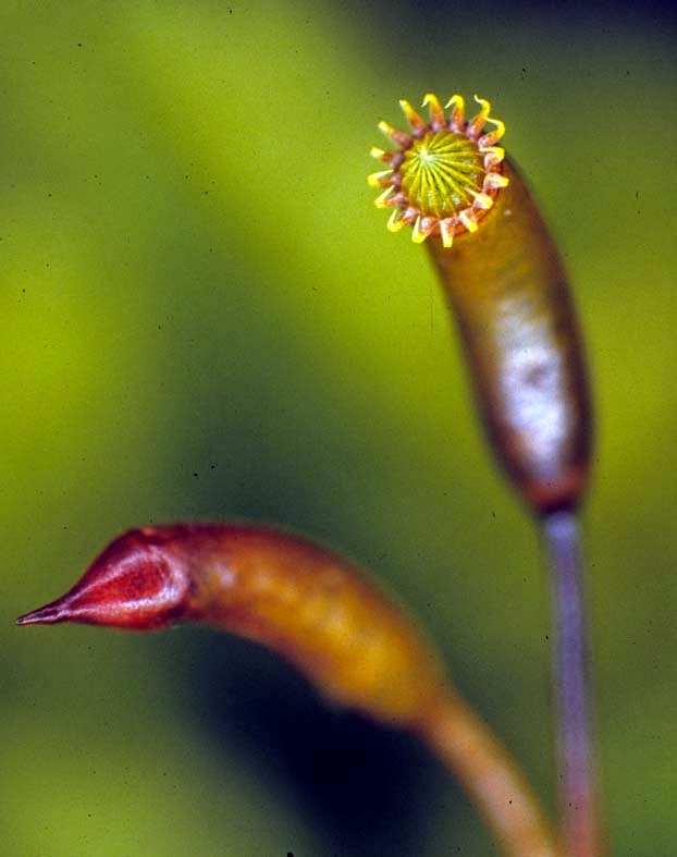 CABINET OF CURIOSITIES: January 2015