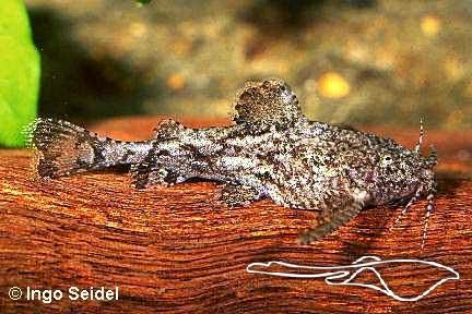 IKAN LELE HIAS (Catfish) | AQUAKULTUR