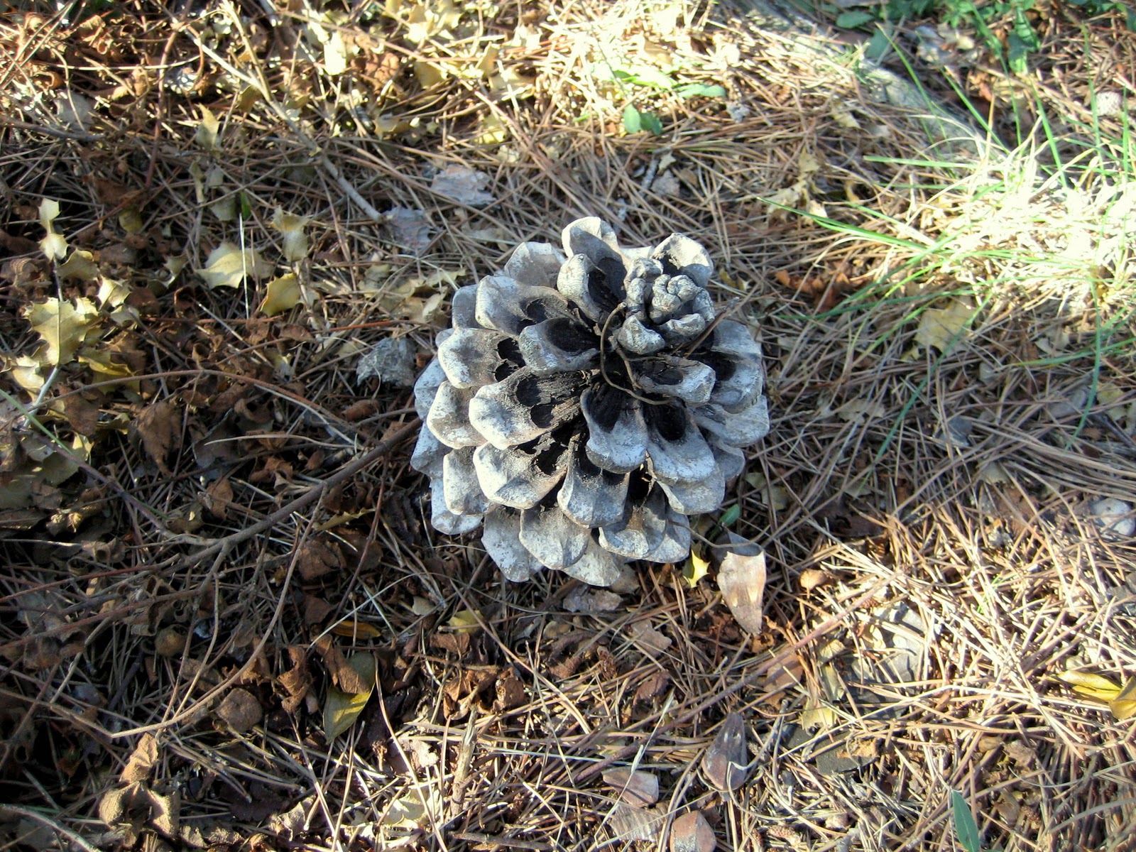 Árboles con alma: Pino piñonero. Pi pinyer. (Pinus pinea)