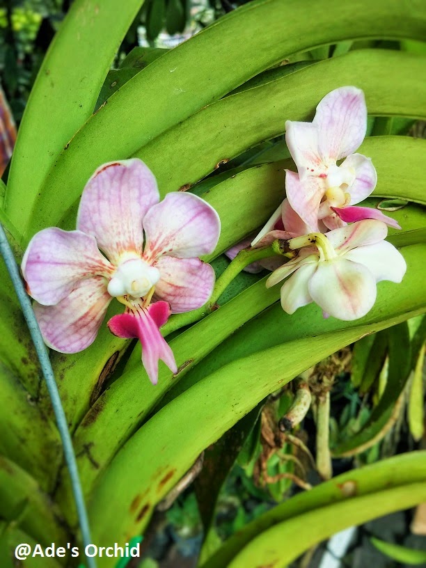 Ade's Orchid: Vanda foetida